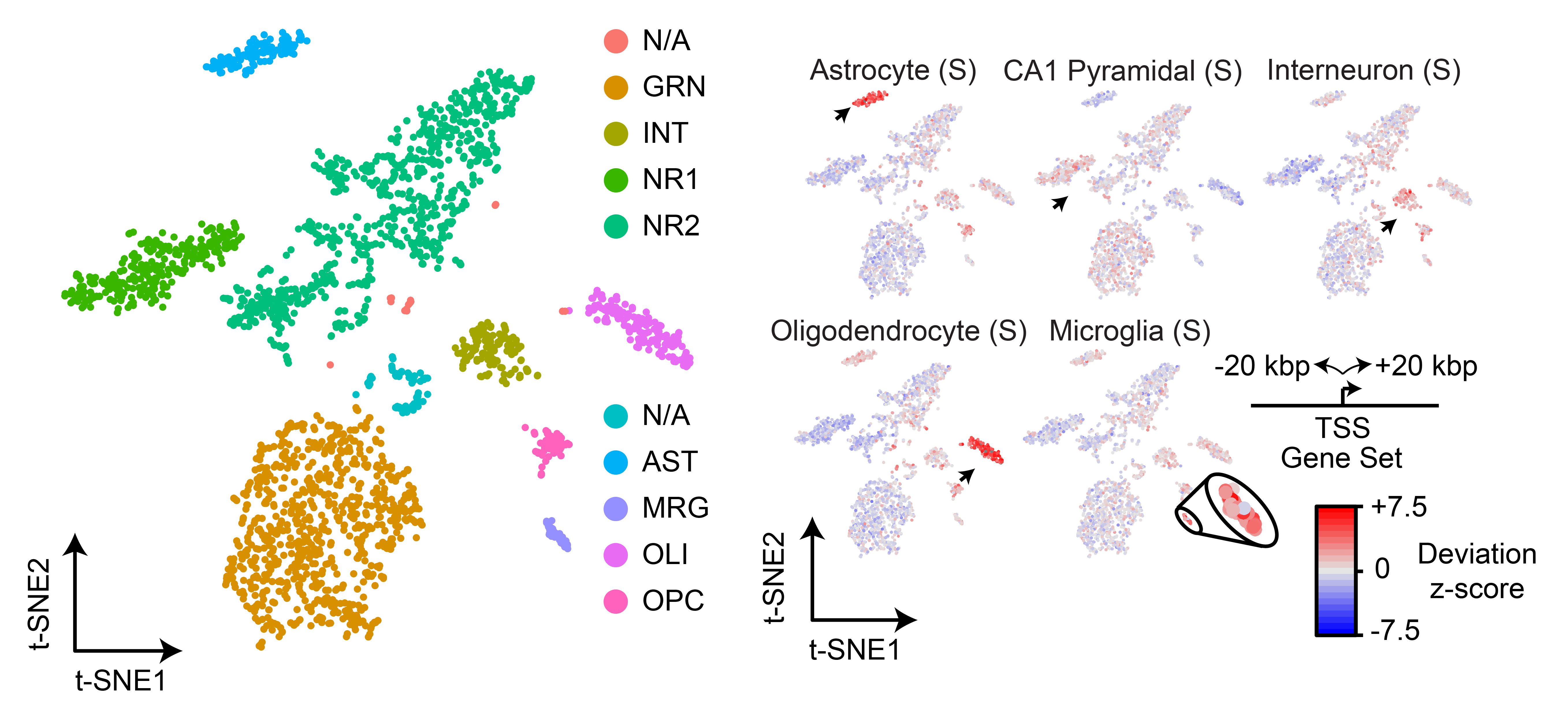 Adey Lab | High throughput epigenomics