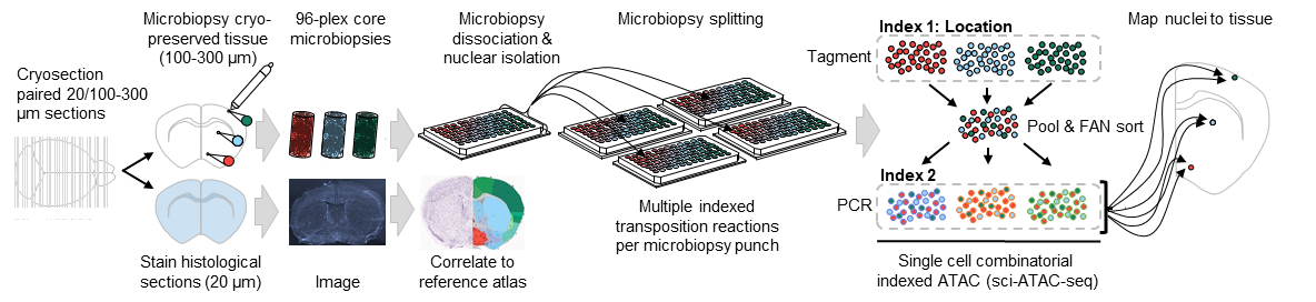 Adey Lab | High throughput epigenomics