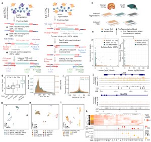 Adey Lab | High throughput epigenomics
