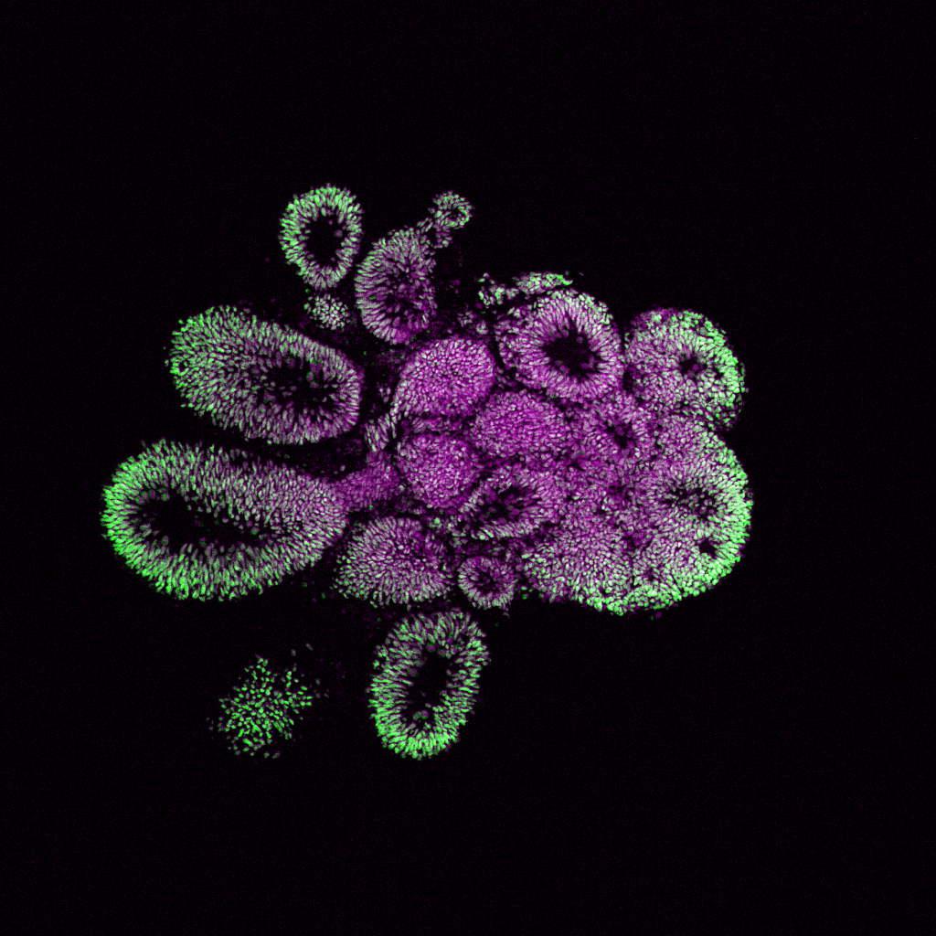 Adey Lab | High throughput epigenomics