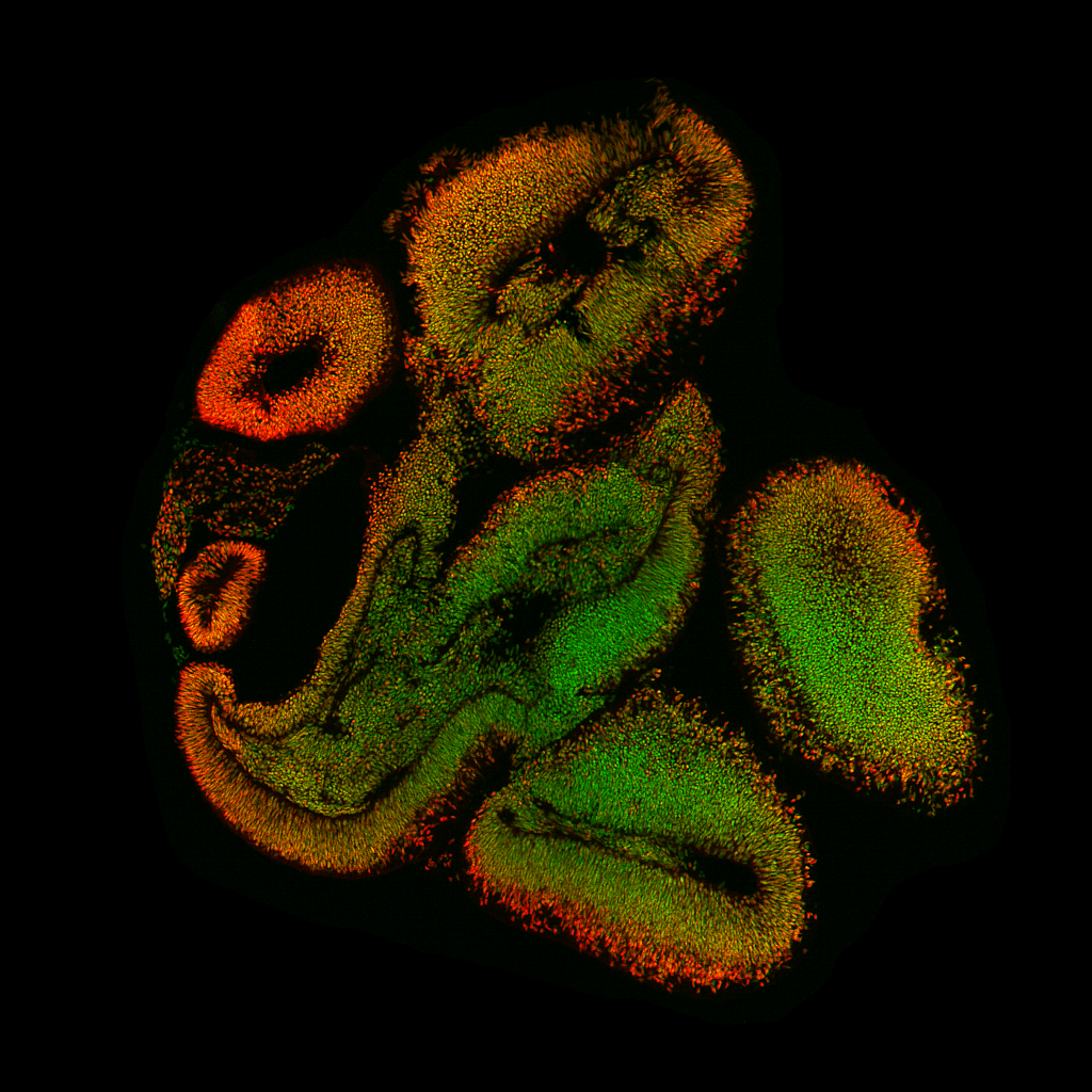 Adey Lab | High throughput epigenomics