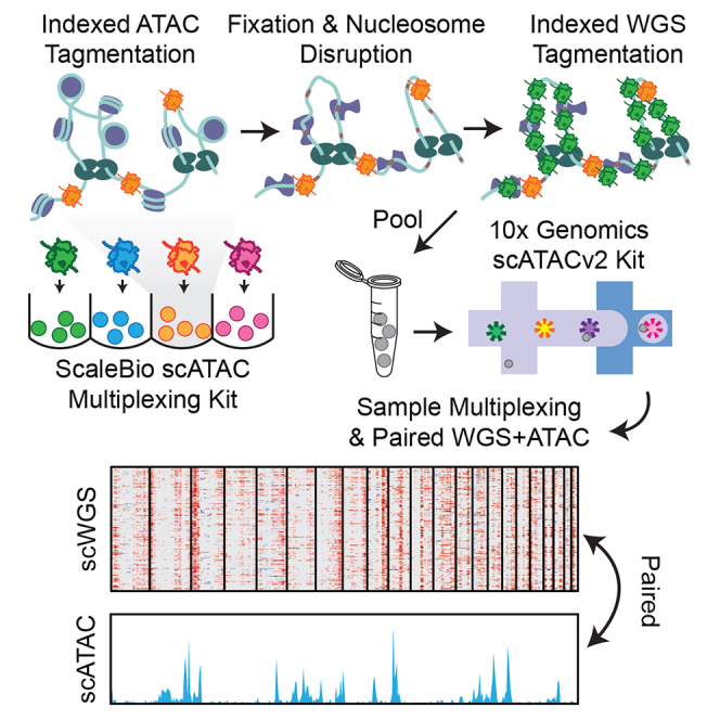 Adey Lab | High throughput epigenomics