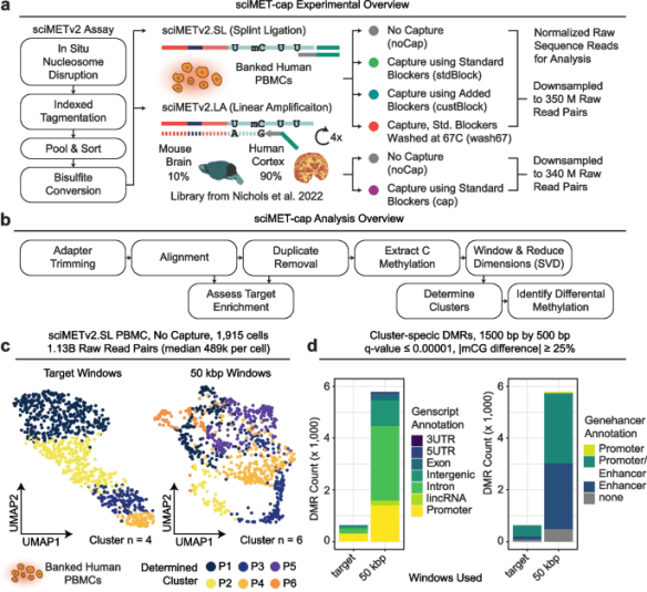 Adey Lab | High throughput epigenomics